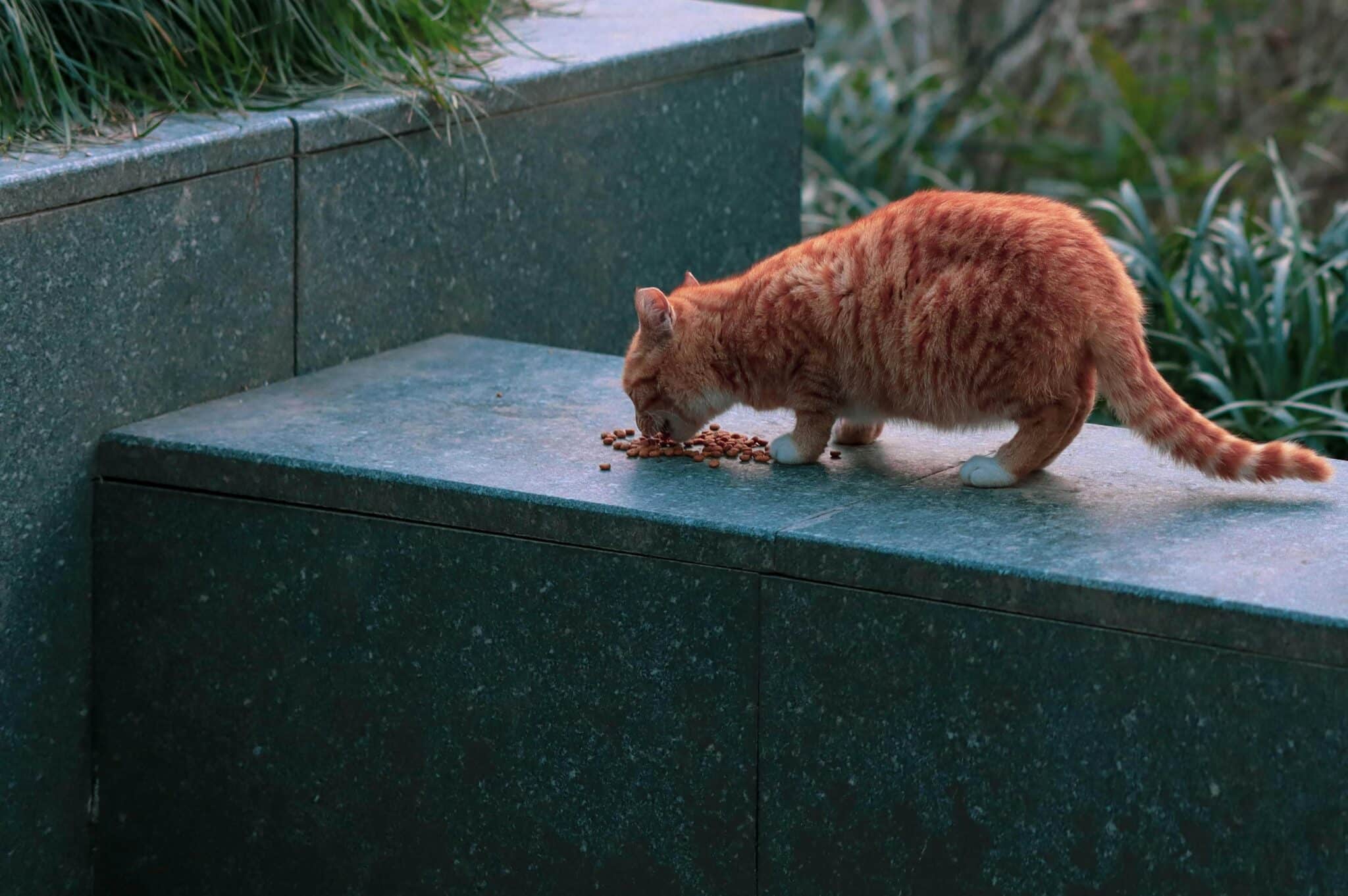 9 Best Salmon Foods for Cats