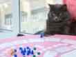 11 Best Cat Board Games For The Win—Feline Style!