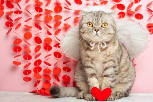 Celebrate The Felines: The Ultimate List Of Annual Cat Days and Holidays