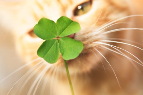 Celebrate The Felines: The Ultimate List Of Annual Cat Days and Holidays