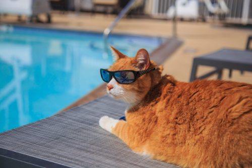 Celebrate The Felines: The Ultimate List Of Annual Cat Days and Holidays
