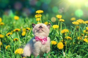 Celebrate The Felines: The Ultimate List Of Annual Cat Days and Holidays