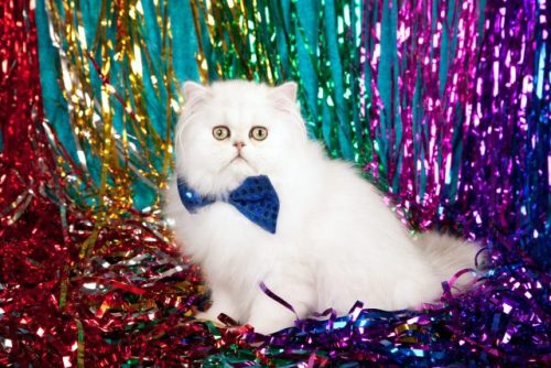 Celebrate The Felines: The Ultimate List Of Annual Cat Days and Holidays