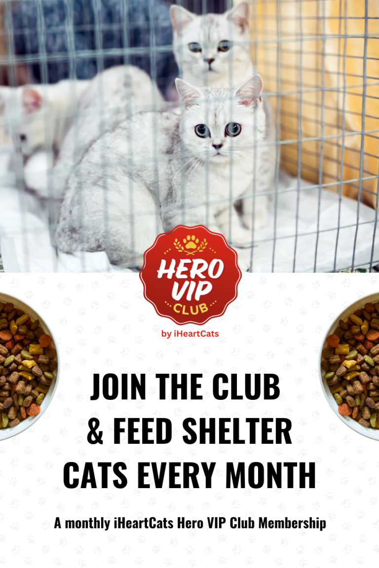iHeartCats Hero Vip Club - iHeartCats.com