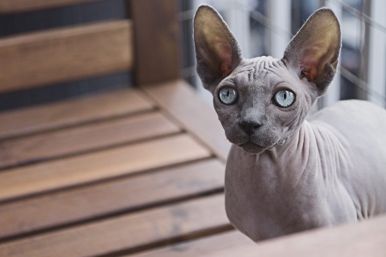 10 Cat Breeds With Beautiful & Unique Coats