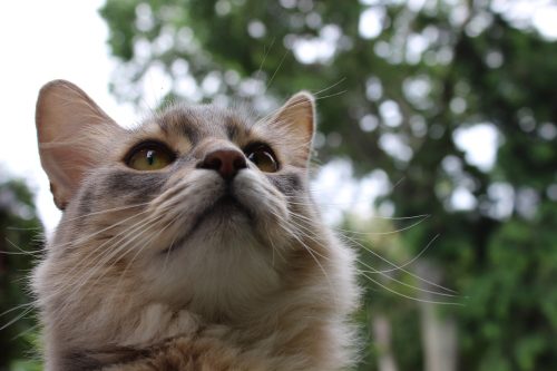 12 Most Vocal Cat Breeds for Those Who Love Chatty Cats