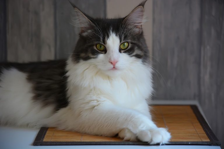 12 Most Vocal Cat Breeds for Those Who Love Chatty Cats