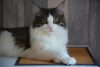 10 Cat Breeds With Beautiful & Unique Coats