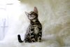 10 Cat Breeds With Beautiful & Unique Coats