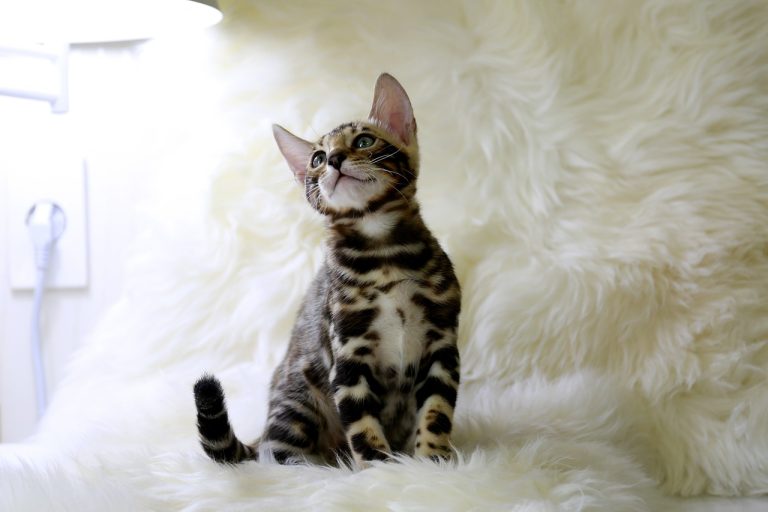 10 Cat Breeds With Beautiful & Unique Coats