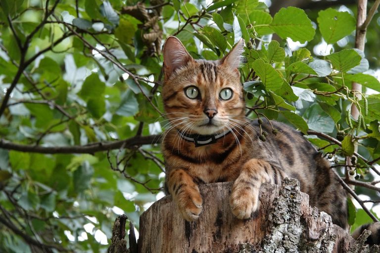 12 Most Vocal Cat Breeds for Those Who Love Chatty Cats