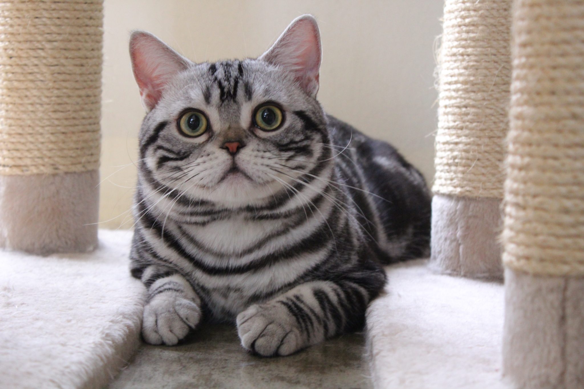Top 15 Cat Breeds for Cuddly Couch Potatoes