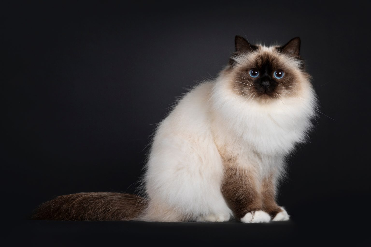 Top 15 Cat Breeds That Will Melt Your Heart