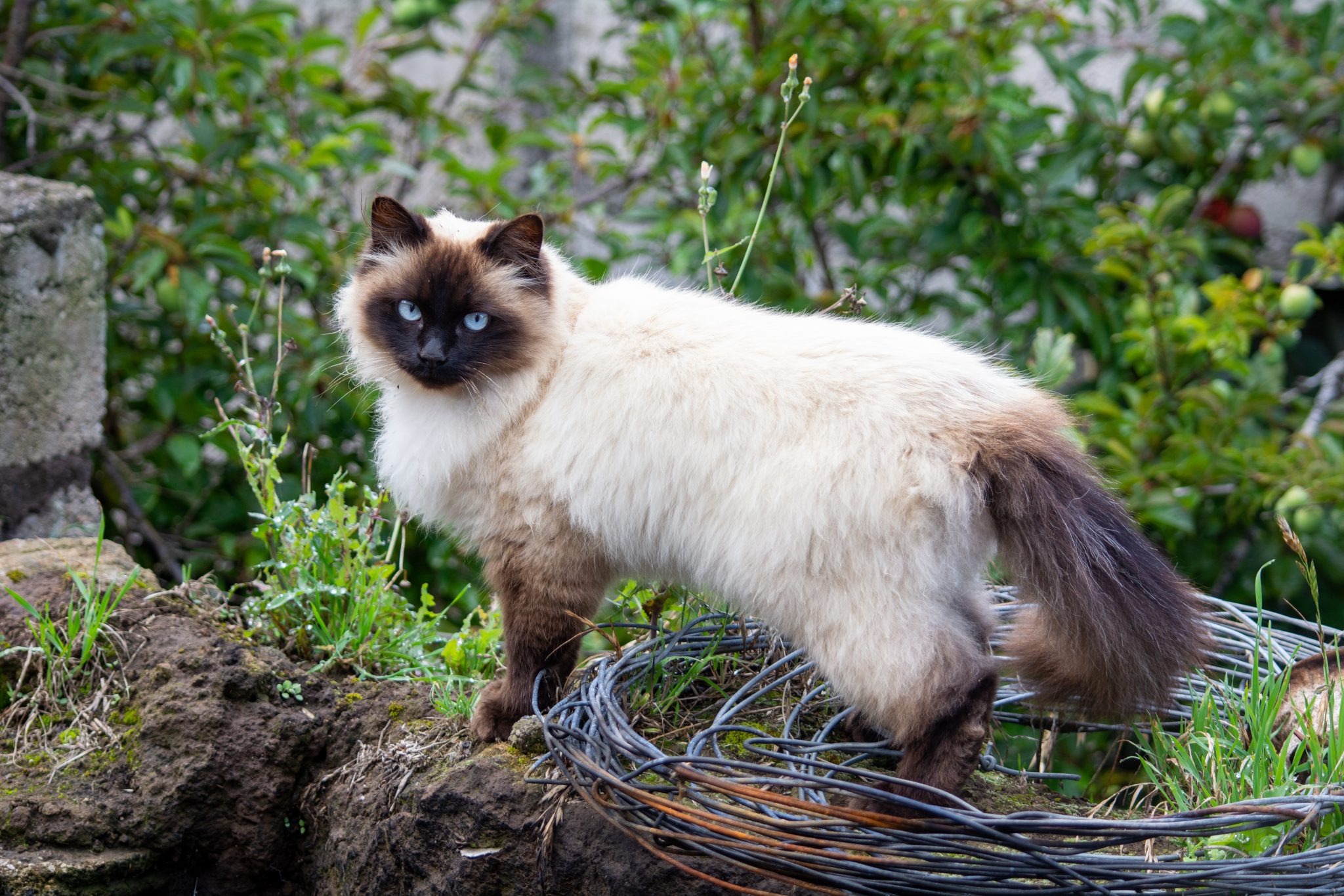 Top 15 Cat Breeds for People Who Love Snuggles