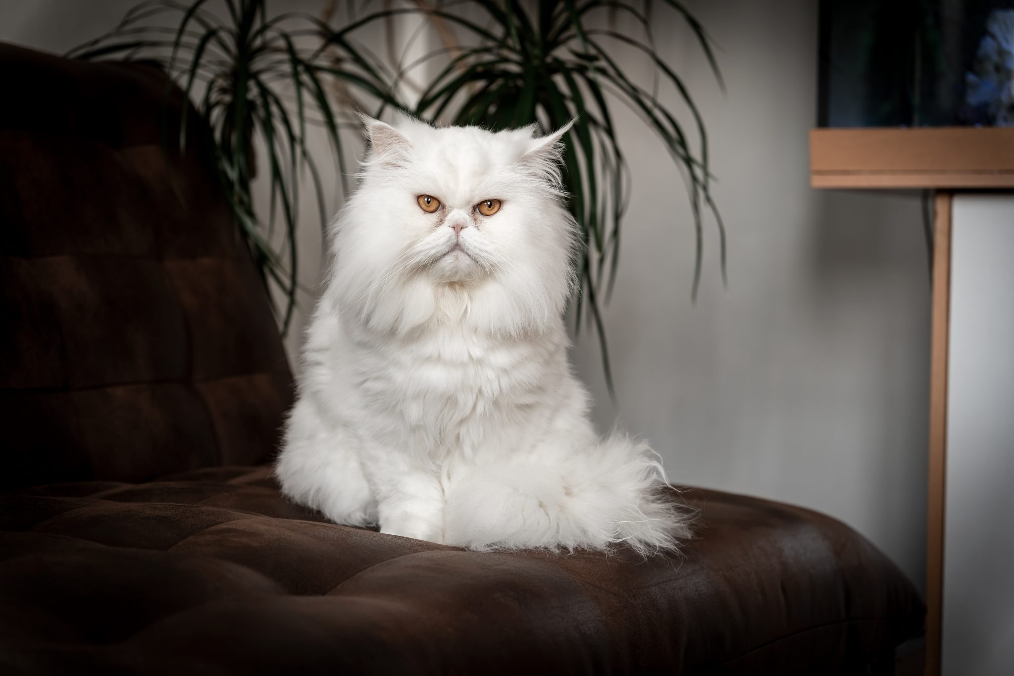 11 Ways Your Cat Tells You They’re in Charge
