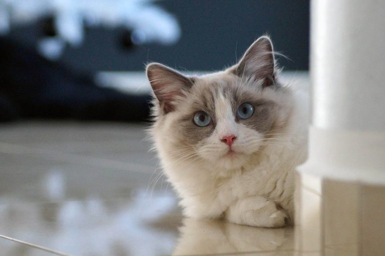 10 Cat Breeds With Beautiful & Unique Coats
