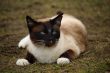 7 Best Energetic Cat Breeds for Active Owners