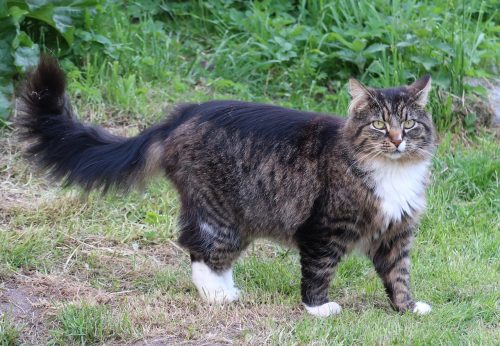 10 Cat Breeds with Majestic Long Tails