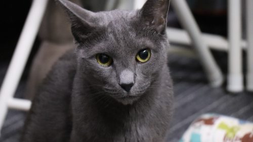 10 Cat Breeds With Beautiful & Unique Coats