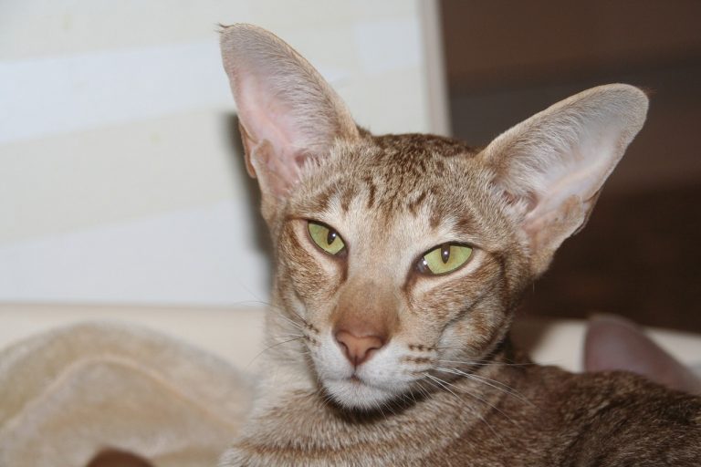 12 Most Vocal Cat Breeds for Those Who Love Chatty Cats