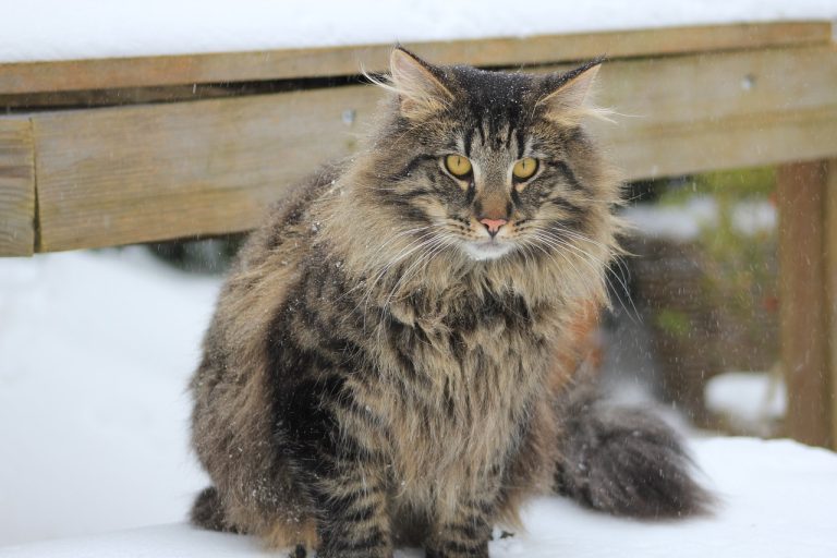 10 Best Cat Breeds That Get Along with Dogs