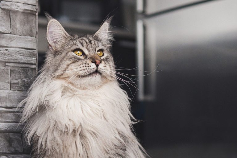 10 Most Intelligent Cat Breeds