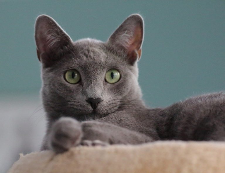 7 Most Quiet Cat Breeds