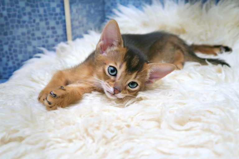 12 Most Vocal Cat Breeds for Those Who Love Chatty Cats