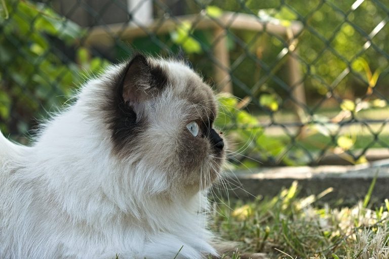 10 Cat Breeds with Majestic Long Tails