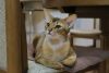 10 Cat Breeds With Beautiful & Unique Coats