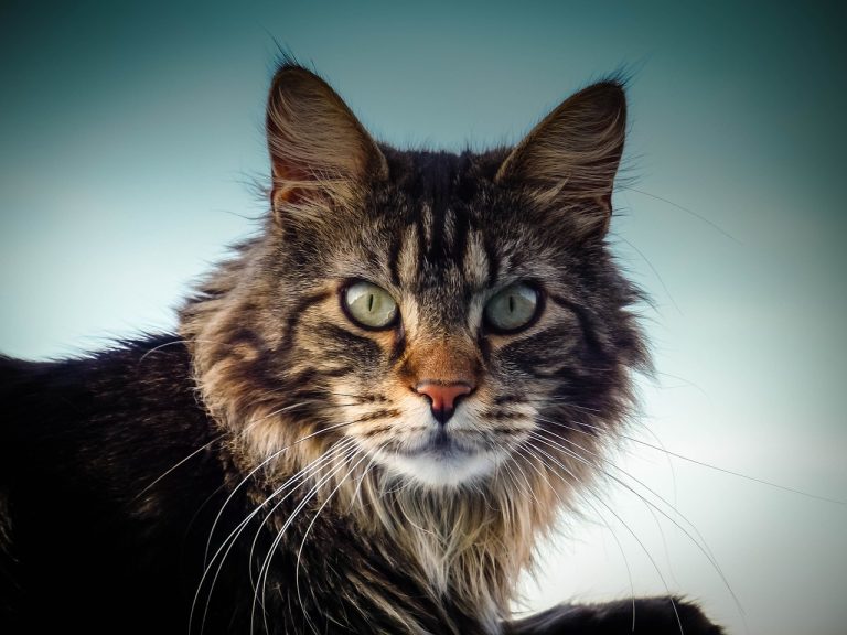 10 Cat Breeds with Unique Spotted or Striped Fur Patterns