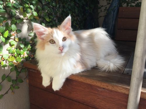 10 Cat Breeds With Beautiful & Unique Coats