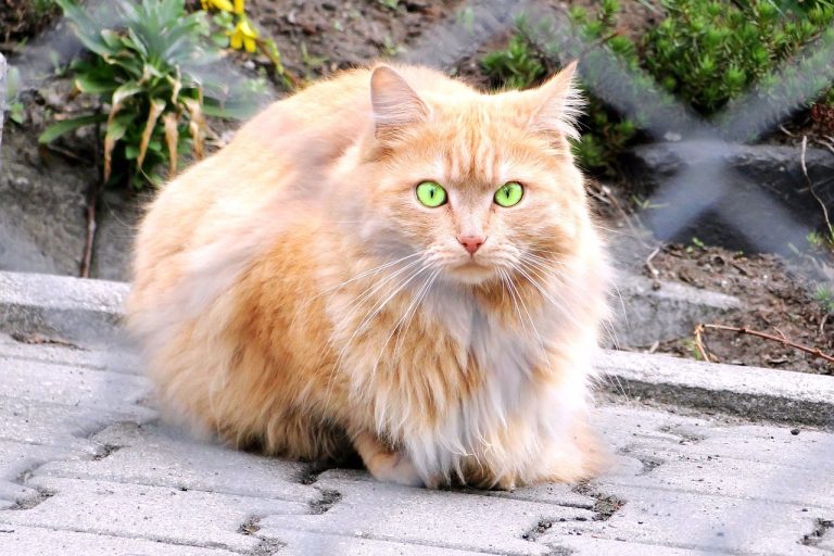 10 Cat Breeds With Beautiful & Unique Coats