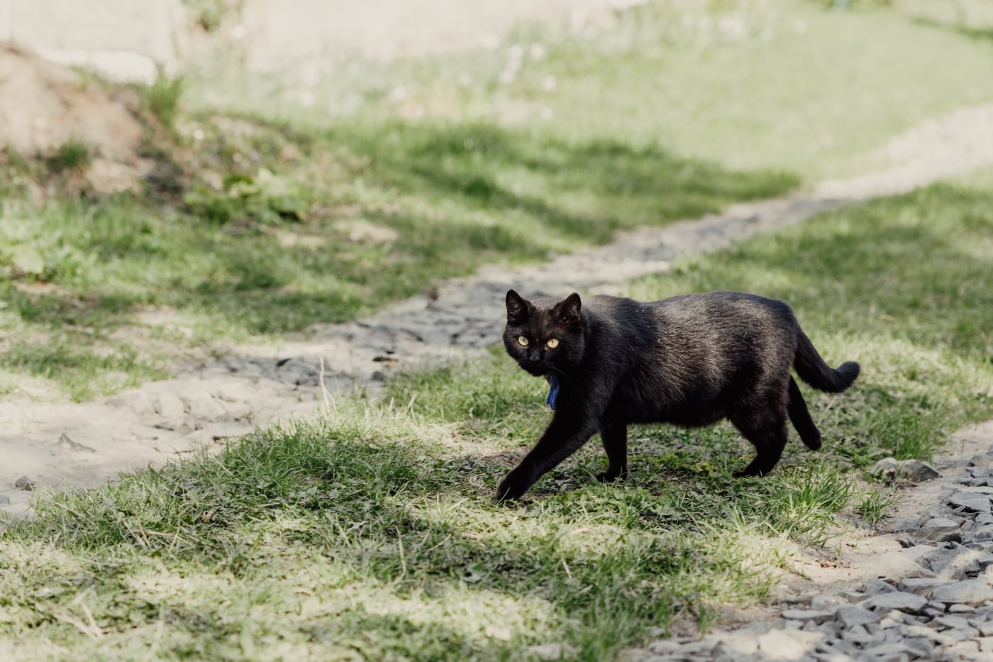10 Best Cat Breeds That Get Along with Dogs