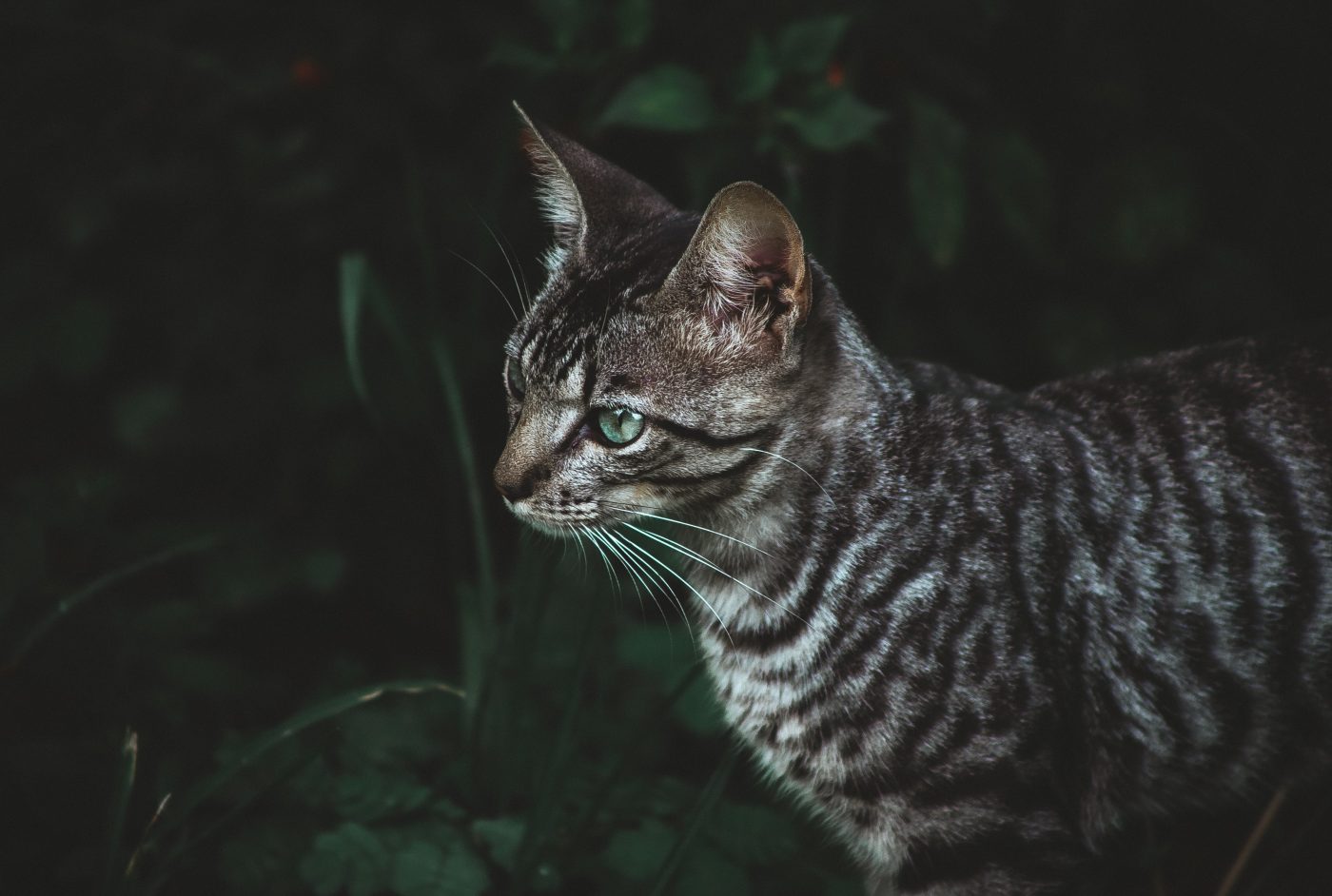 10 Cat Breeds with Unique Spotted or Striped Fur Patterns