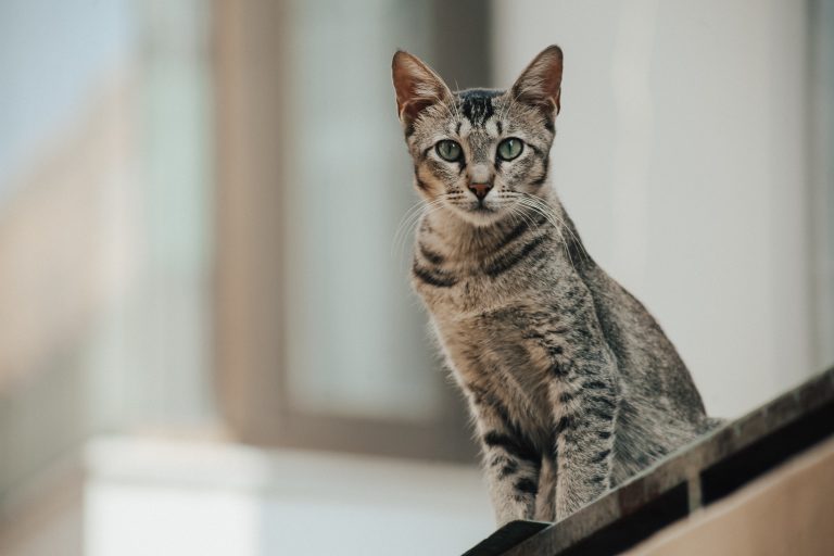 10 Cat Breeds with Unique Spotted or Striped Fur Patterns