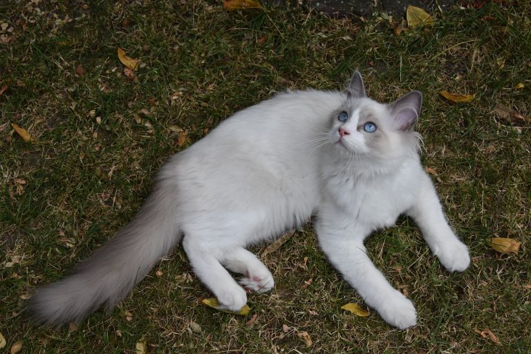 12 Most Vocal Cat Breeds for Those Who Love Chatty Cats