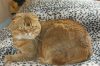 10 Cat Breeds With Beautiful & Unique Coats