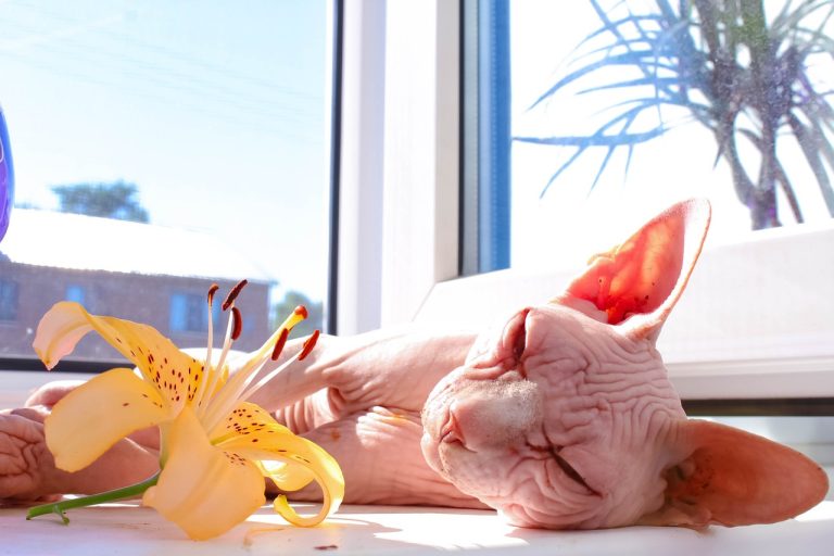 12 Most Vocal Cat Breeds for Those Who Love Chatty Cats