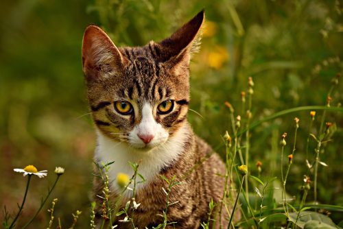 10 Cat Breeds with Unique Spotted or Striped Fur Patterns