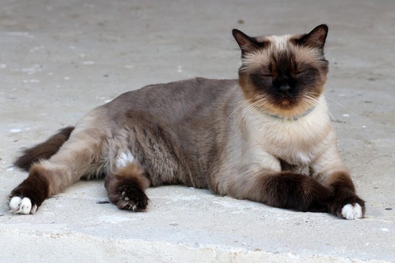 12 Most Vocal Cat Breeds for Those Who Love Chatty Cats