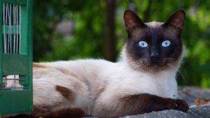 10 Cat Breeds With Beautiful & Unique Coats