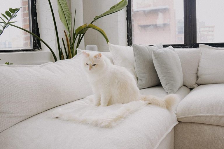 12 Reasons Your Cat Is Always Ready for a Nap