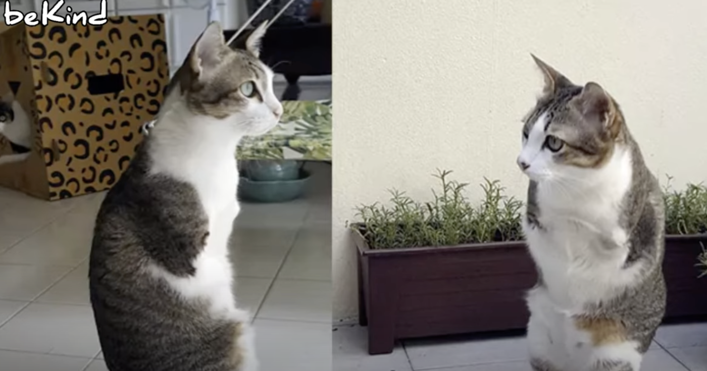 Caught In Live Wire, ‘Mangled’ Kitten Insists She Isn’t A Burden To ...