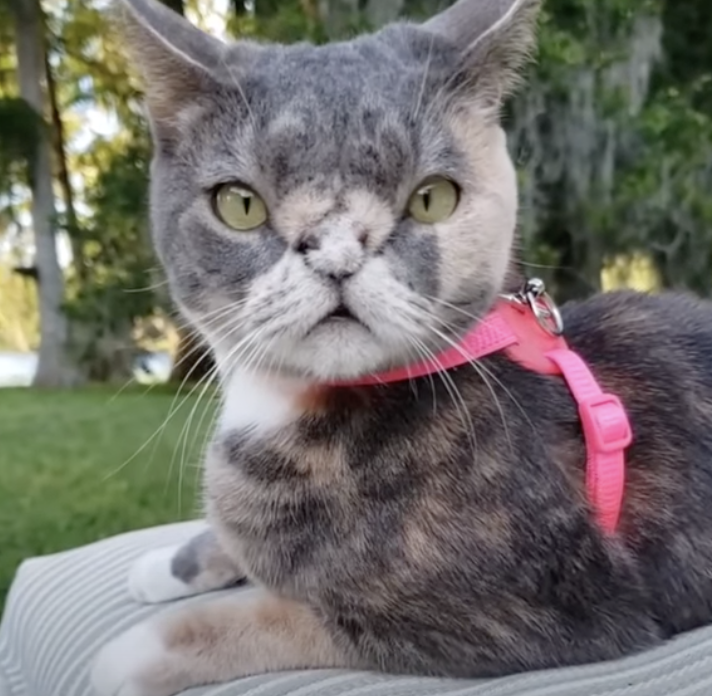 A 'Disfigured' Stray Cat Trails Woman Pining For A Mom Of Her Own