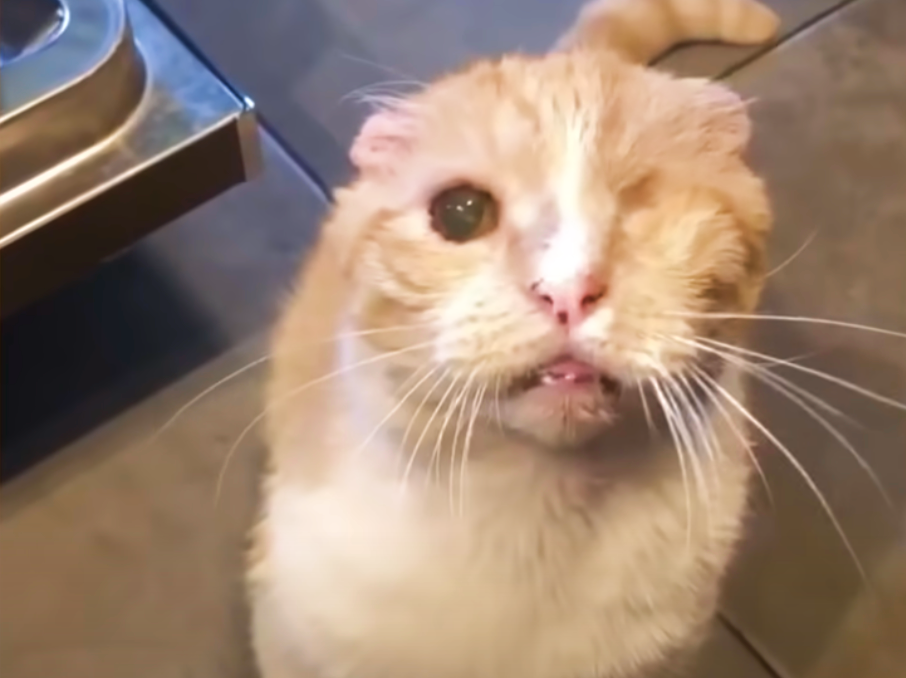A Man Picks Up A Mutilated Cat And Presents Him To His Wife