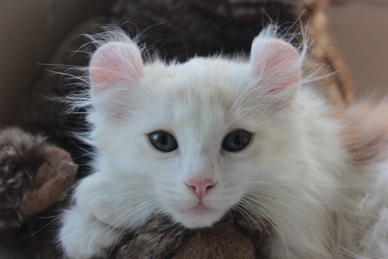 7 Cat Breeds with the Most Unique Ears