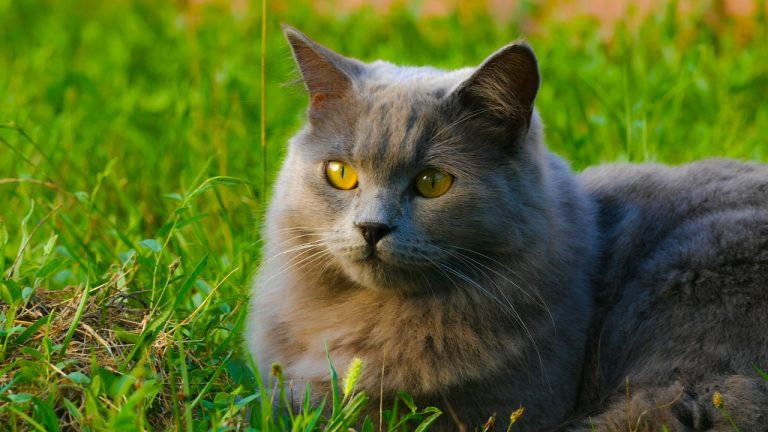 10 Cat Breeds with Remarkable Climbing Skills