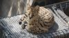 6 Cat Breeds with Remarkable Hunting Skills