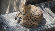 6 Cat Breeds with Remarkable Hunting Skills